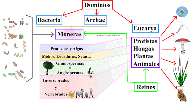 Ciencias Naturales en Secundaria: 06/2015