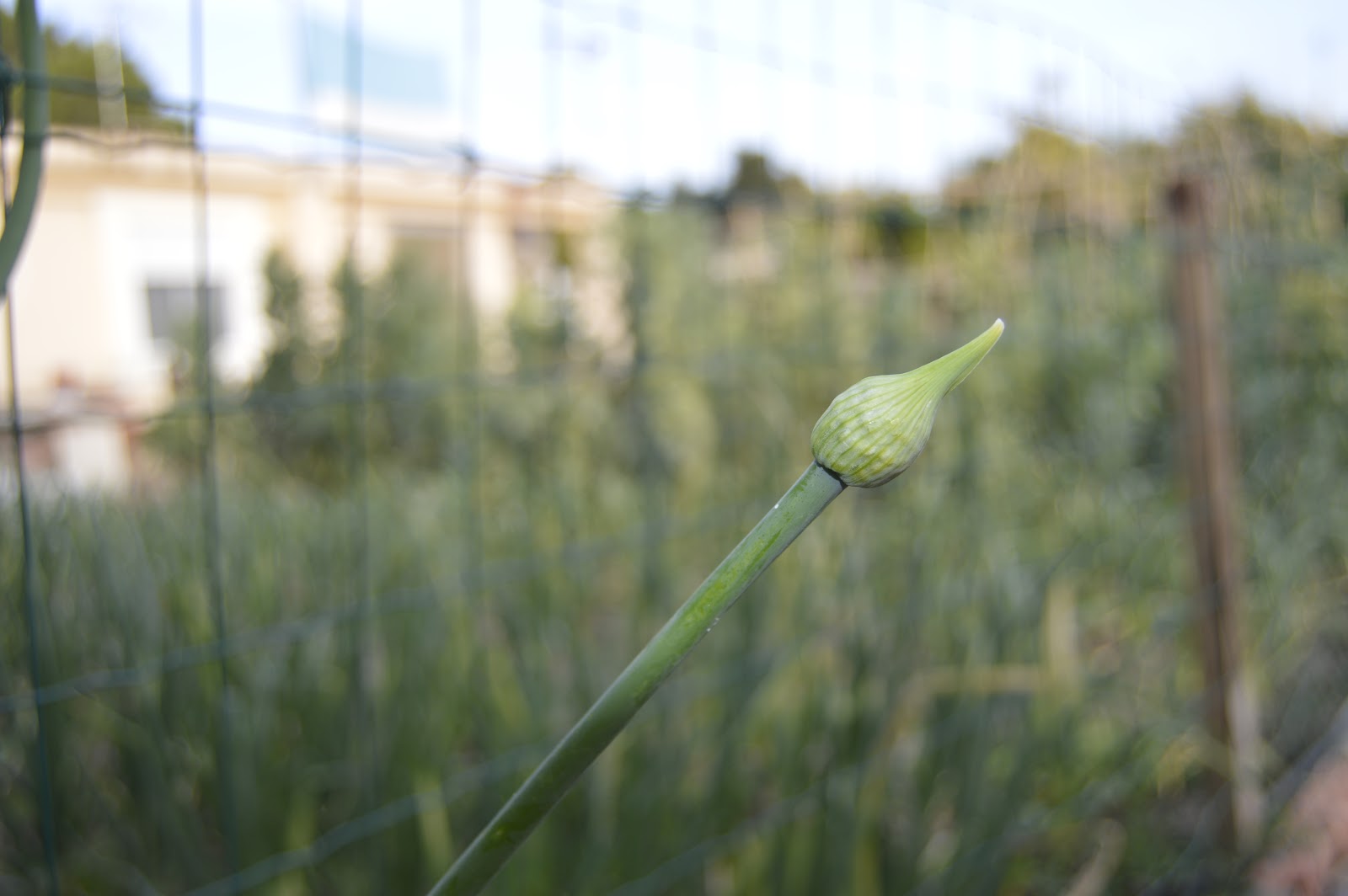 El Huerto de Tatay: Flor de cebolla