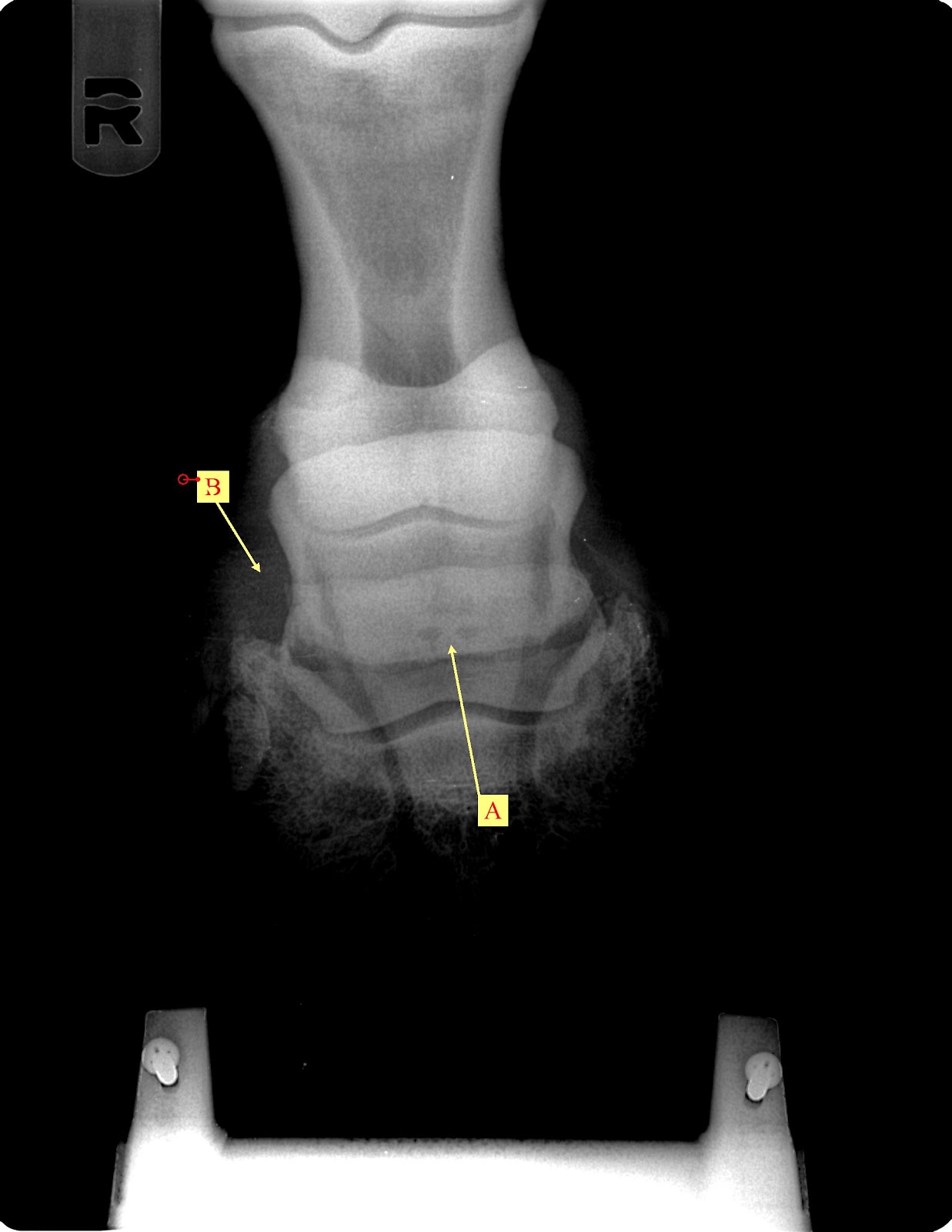 Innovative Equine Podiatry: Navicular case examples