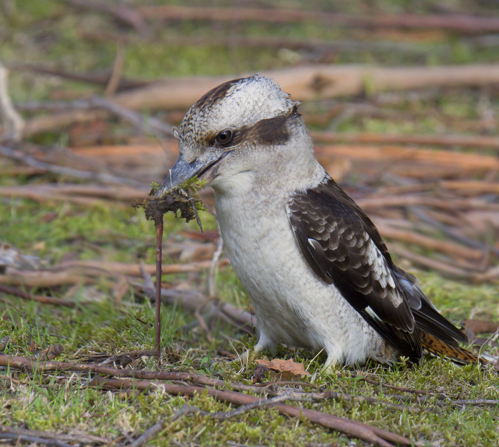 Birds in Tasmania: The Early Bird