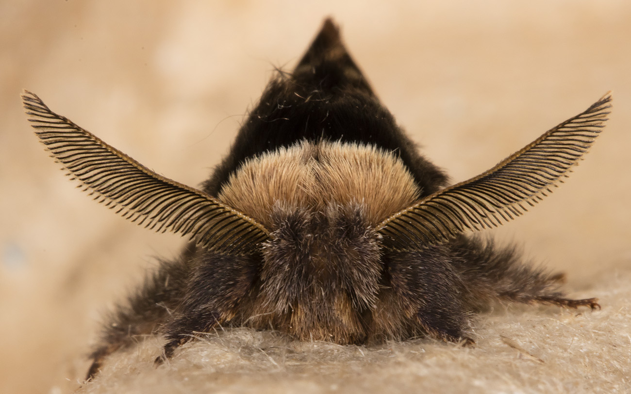 Mug Shots of Some Late Moths | Naturally