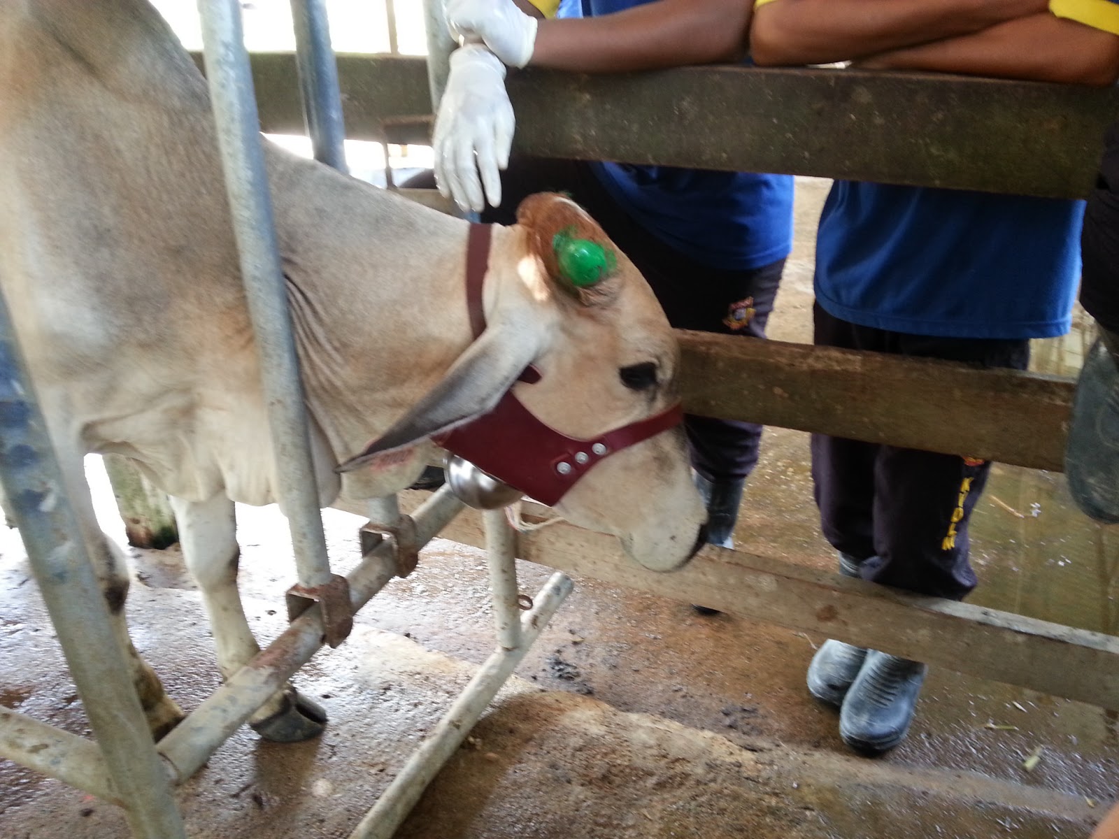 Agroindustri Ruminan: Tugasan Harian: Melaksanakan Modul Pengurusan ...