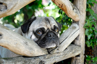 The Daily Puglet: GO HUG YOUR PUG