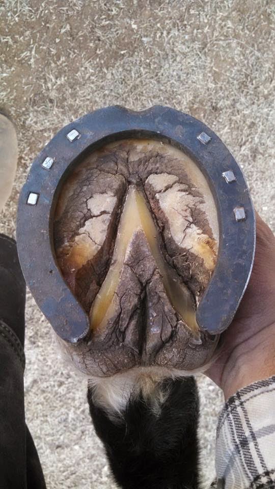 The Perfect Hoof: You dealing with a Tender Foot?