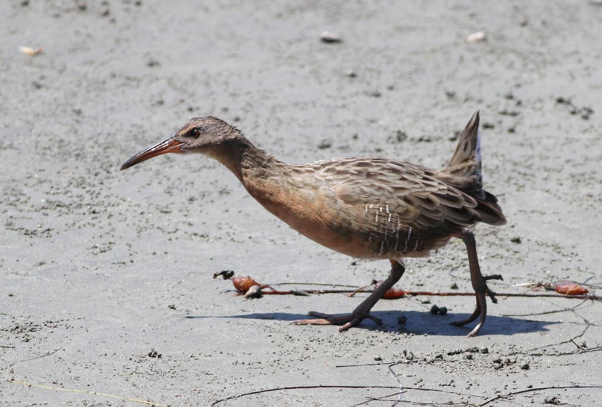 Jo's Morning Walk: Ridgway's (formally California Clapper) Rail