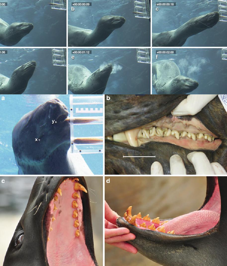 The Coastal Paleontologist: Was Pelagiarctos a "killer" walrus? Part 4 ...