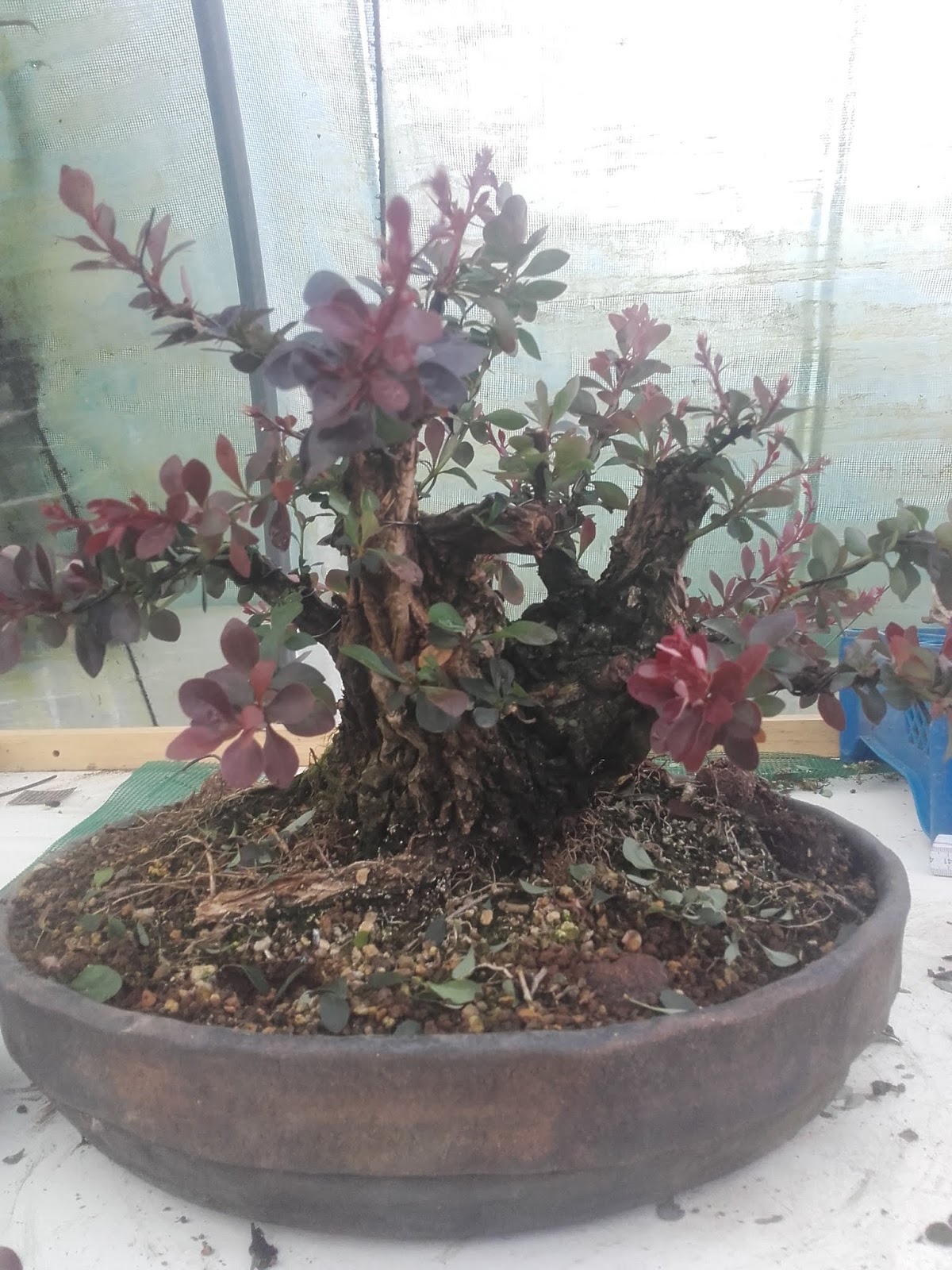 BONSAURUS: Bonsai: bladsnoei, bedraden en tak selectie.