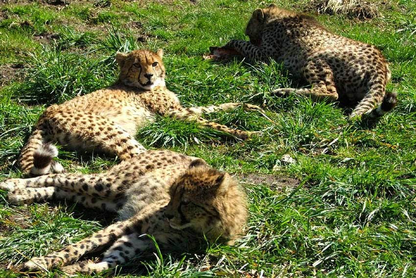 Ree Park â€“ Ebeltoft Safari - Ebeltoft Zoo Ebeltoft - World of Zoos