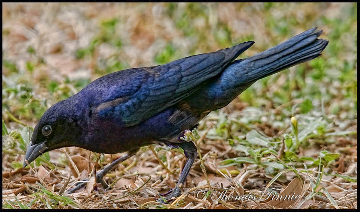 Thomas Finnie Photography