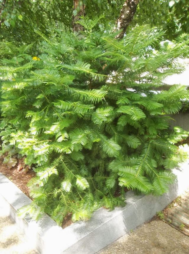 Future Plants by Randy Stewart: Cephalotaxus - Plum Yew