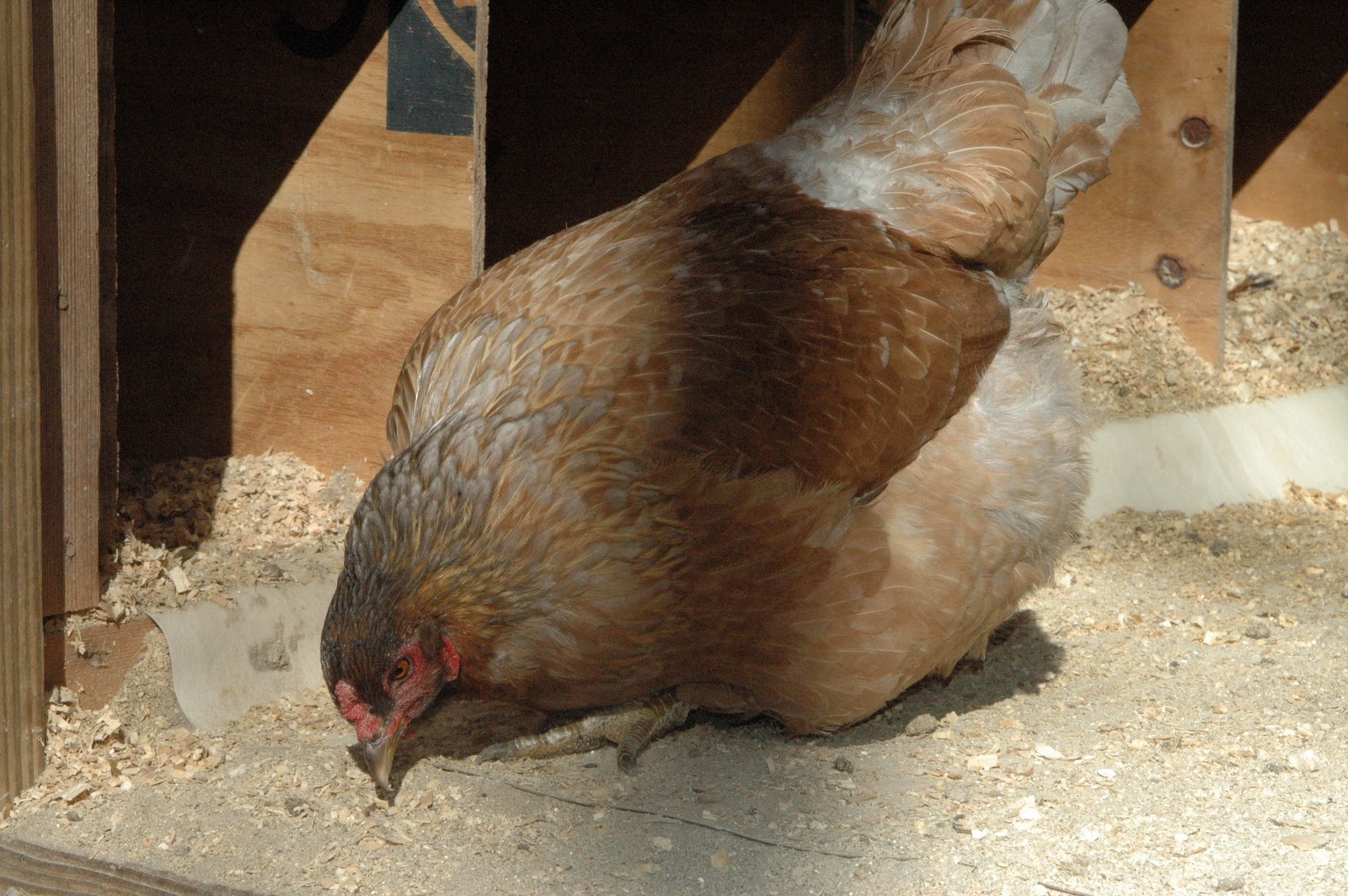 deborah jean's DANDELION HOUSE and GARDEN : First Annual Hen House Hop