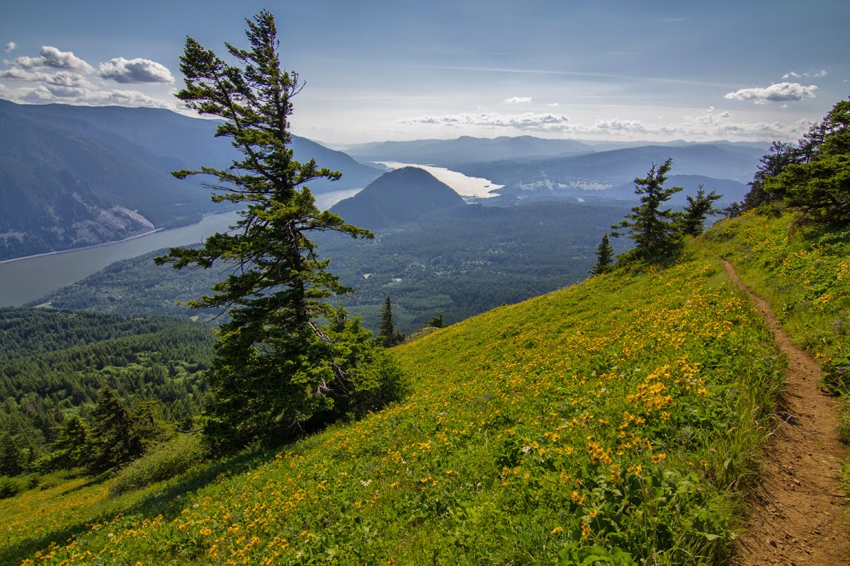 Oregon Rainrunner: Dog Mountain May 31st 2014