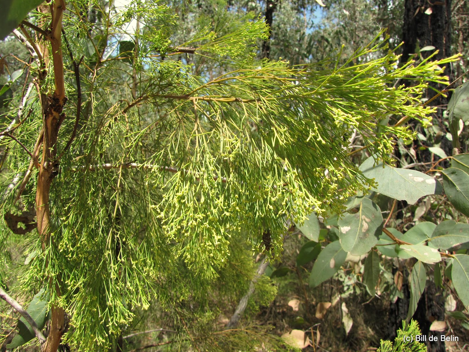 Sydney's Wildflowers and Native Plants: Exocarpos cupressiformis ...
