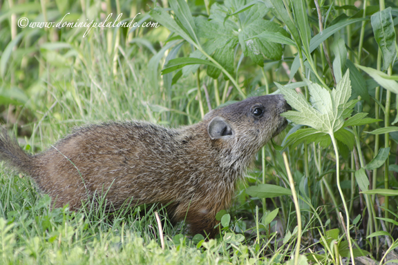 Dominique Lalonde Wildlife Photographer: Bébé marmotte