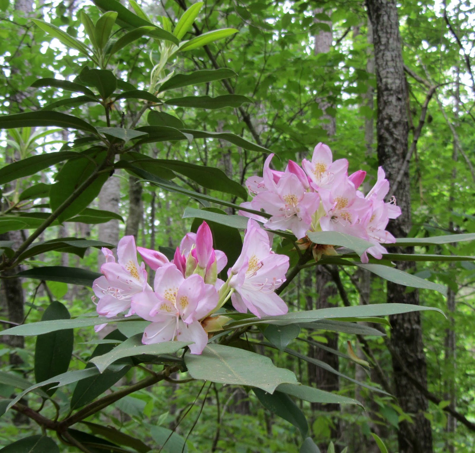 Using Georgia Native Plants: Late Spring Shrubs