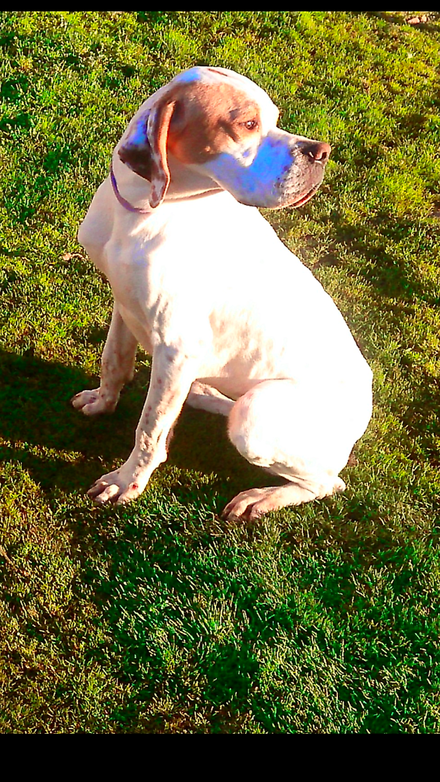 POINTER D'ALBENSE: HEMBRAS