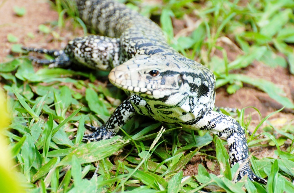 My life in Canada : Tejú Guazú