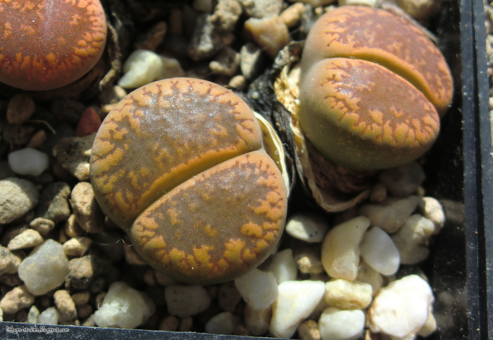 Lithops Stories: Lithops plant size: Part 1 (17 pics)