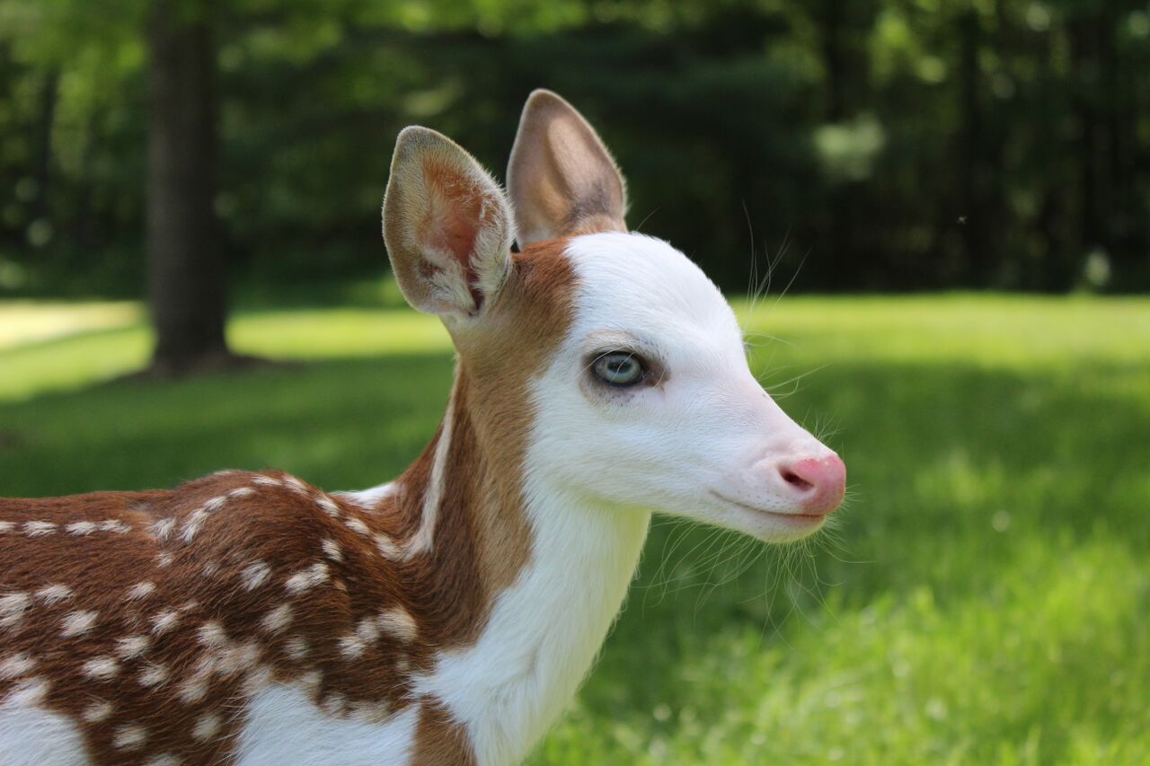 White Wolf : World rarest white-faced fawn, rejected by mother, finds ...