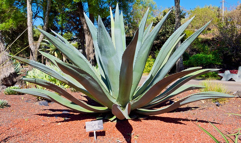 Agave | Друштво кактусара Србије