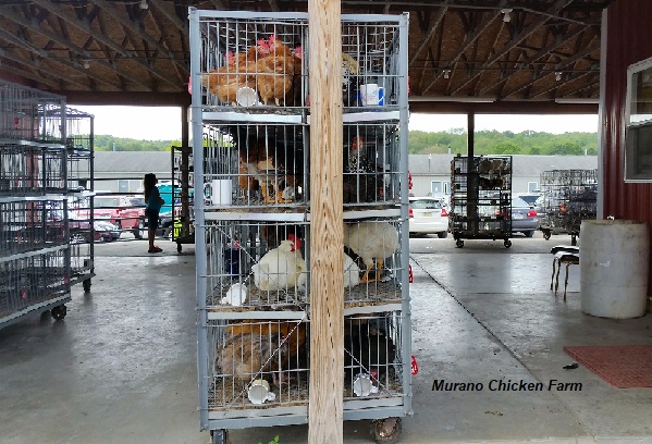 Buying chicks. Where should you get them? - Murano Chicken Farm