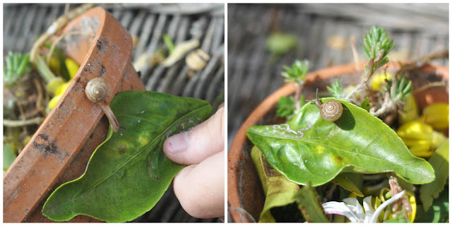 A Natural Nester: Spring Break, Day 1 :: Nature Journaling