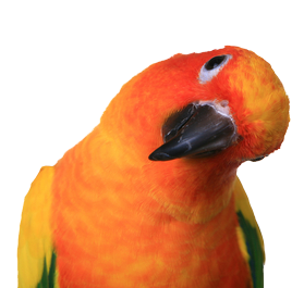 Parrots Abg Aji: Pengenalan Asas Sun Conure