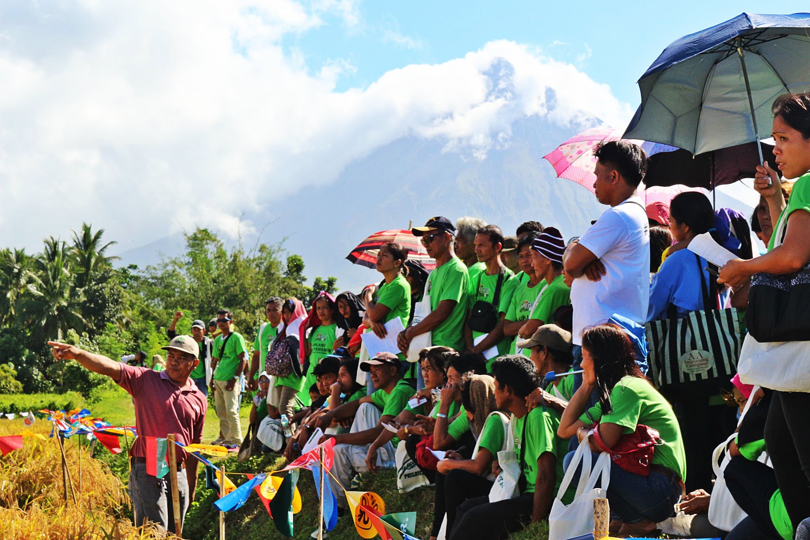 Albay 3rd District: PhilRice introduces climate change-ready ...