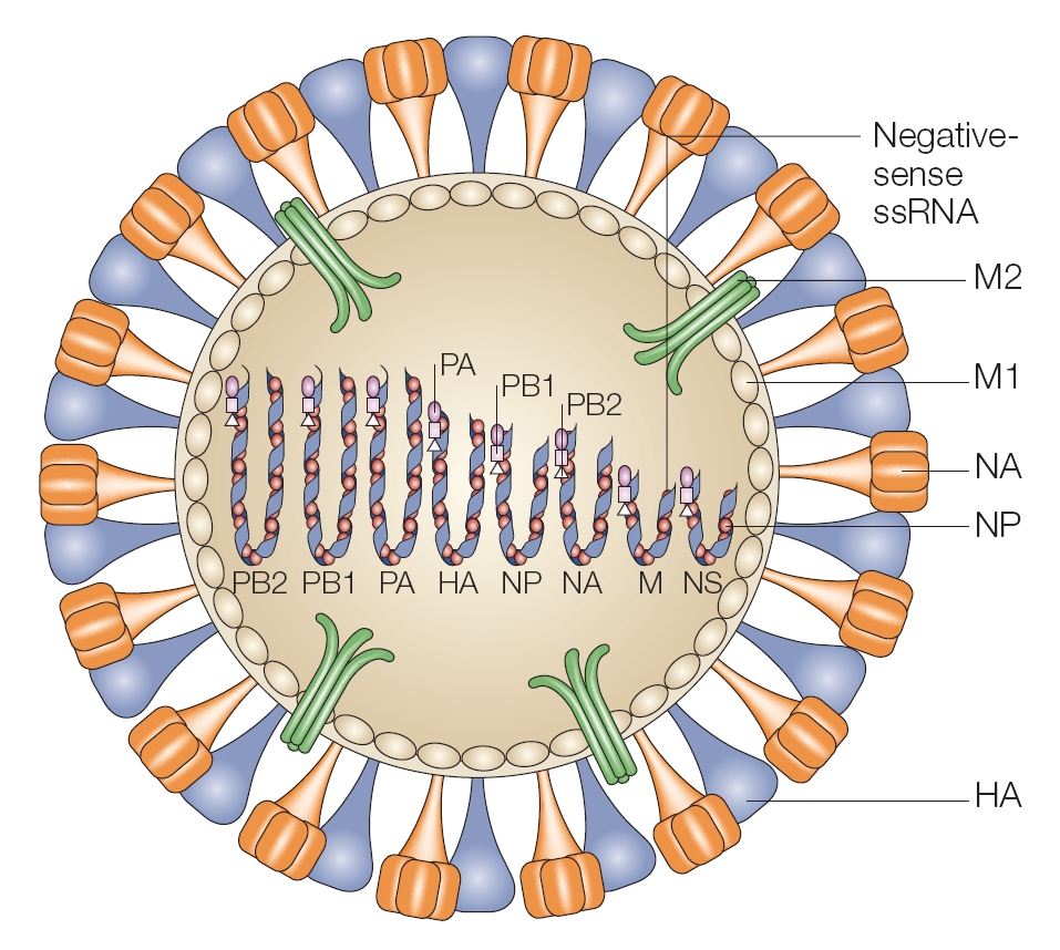 I Think Therefore I Blog: Genetics of the Influenza Virus