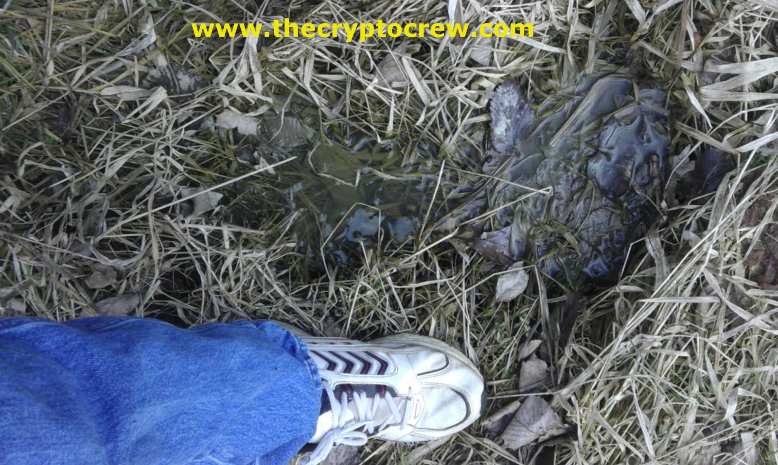 New Hampshire Bigfoot Sighting Investigation Update (Photos) ~ The ...