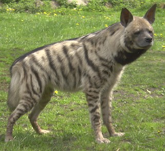 hairstyle looks beautiful and difeerent: Hyenas