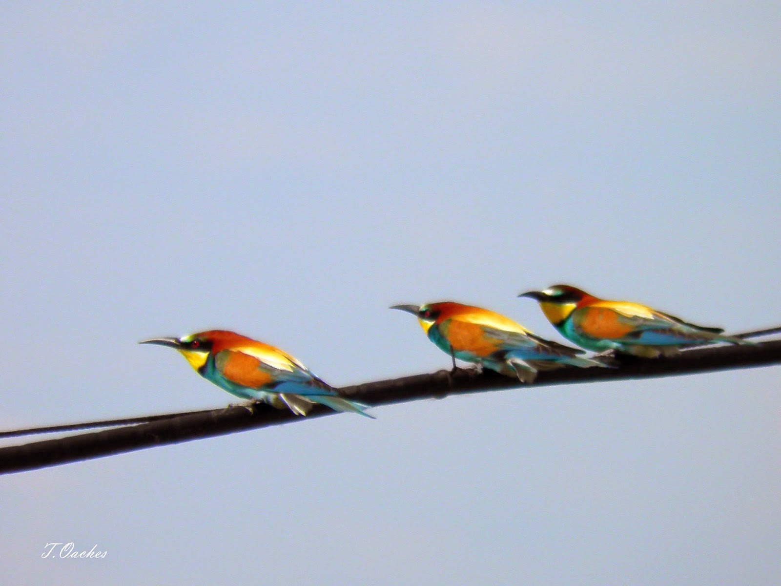 PASARI DIN ROMANIA: PRIGORIE, Merops apiaster