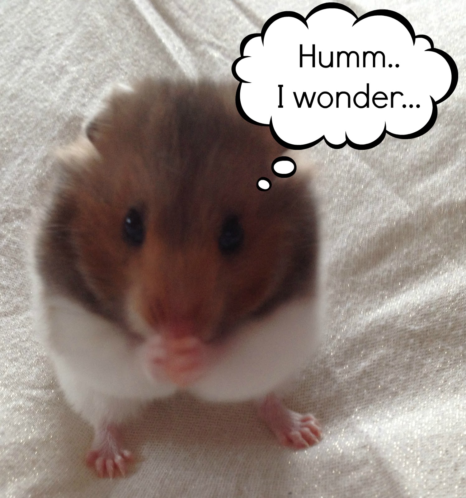 Animal Tails :): Hamster thoughts