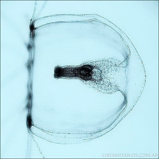 Cibermitaños: Turritopsis Nutricula: el animal inmortal