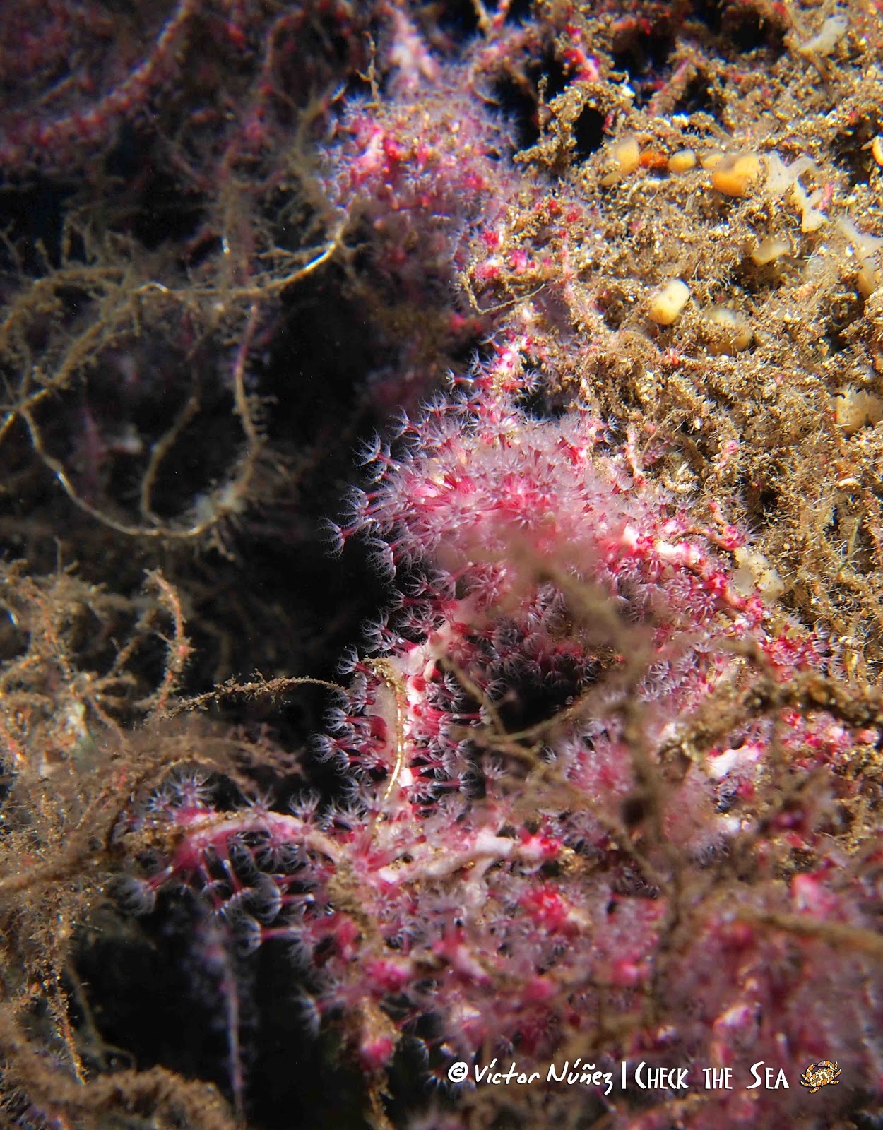 Check the Sea. Web de buceo y fotografía submarina de las Islas ...