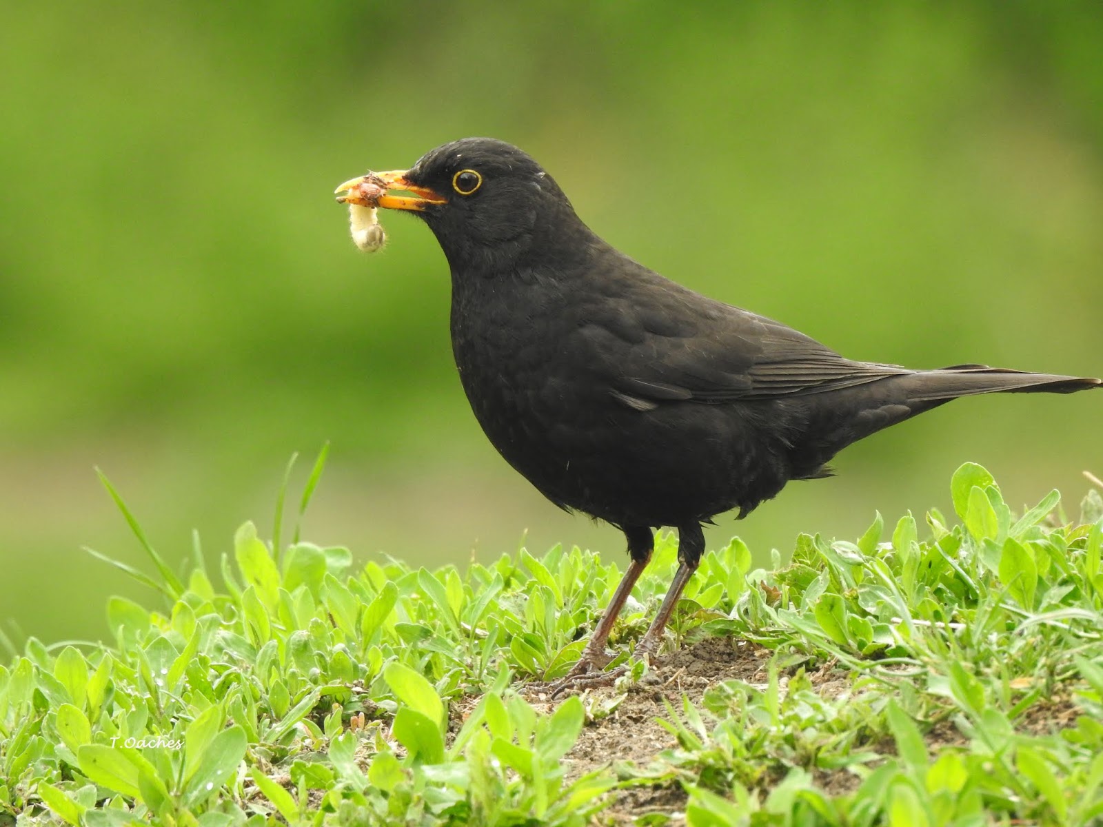PASARI DIN ROMANIA: MIERLA (1), Turdus merula