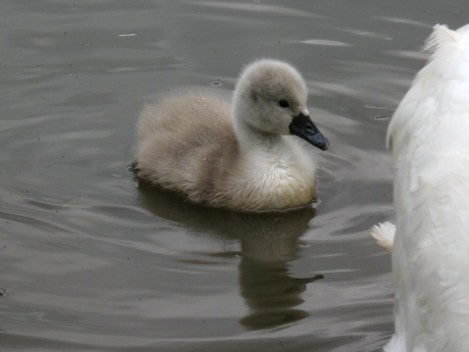 What Color Are Young Swans