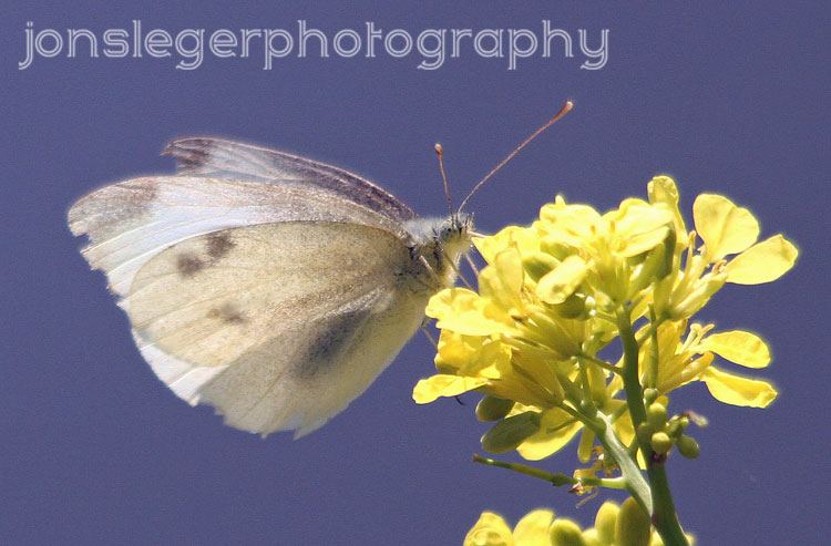 Northern Illinois Birder: Cabbage White Butterflies & Common Whitetail ...