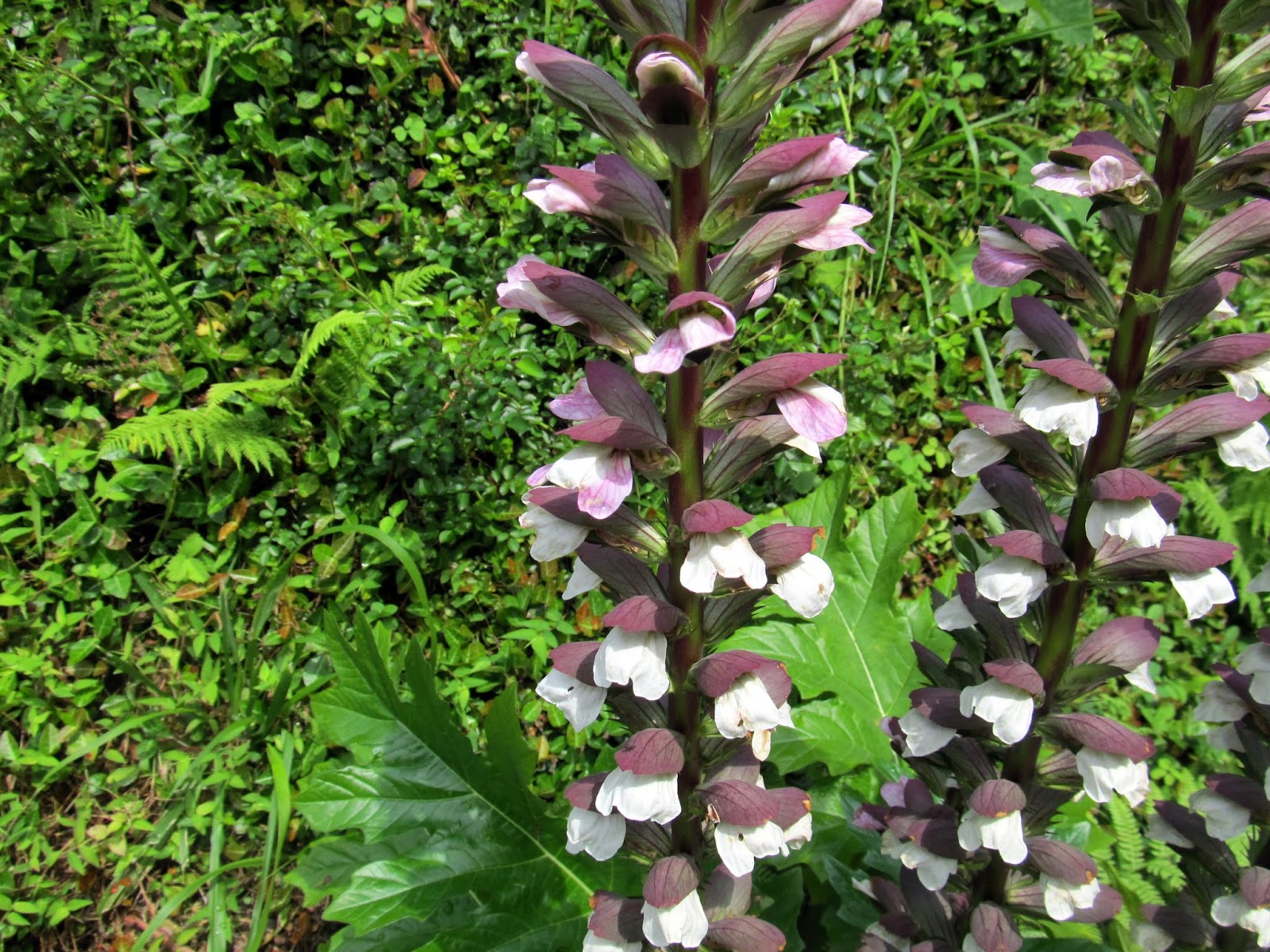 Cittaslow Botanik Park: AKANTUS ( Ayı pençesi )