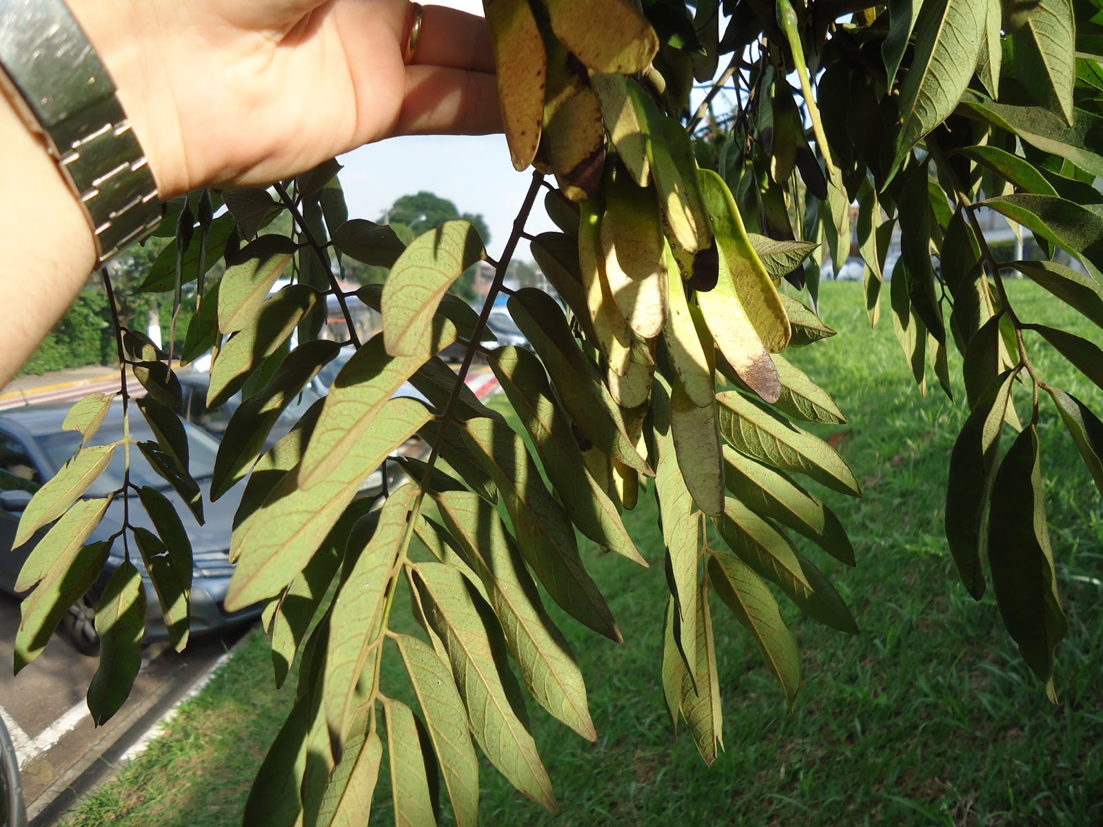 Machaerium villosum - Alchetron, The Free Social Encyclopedia