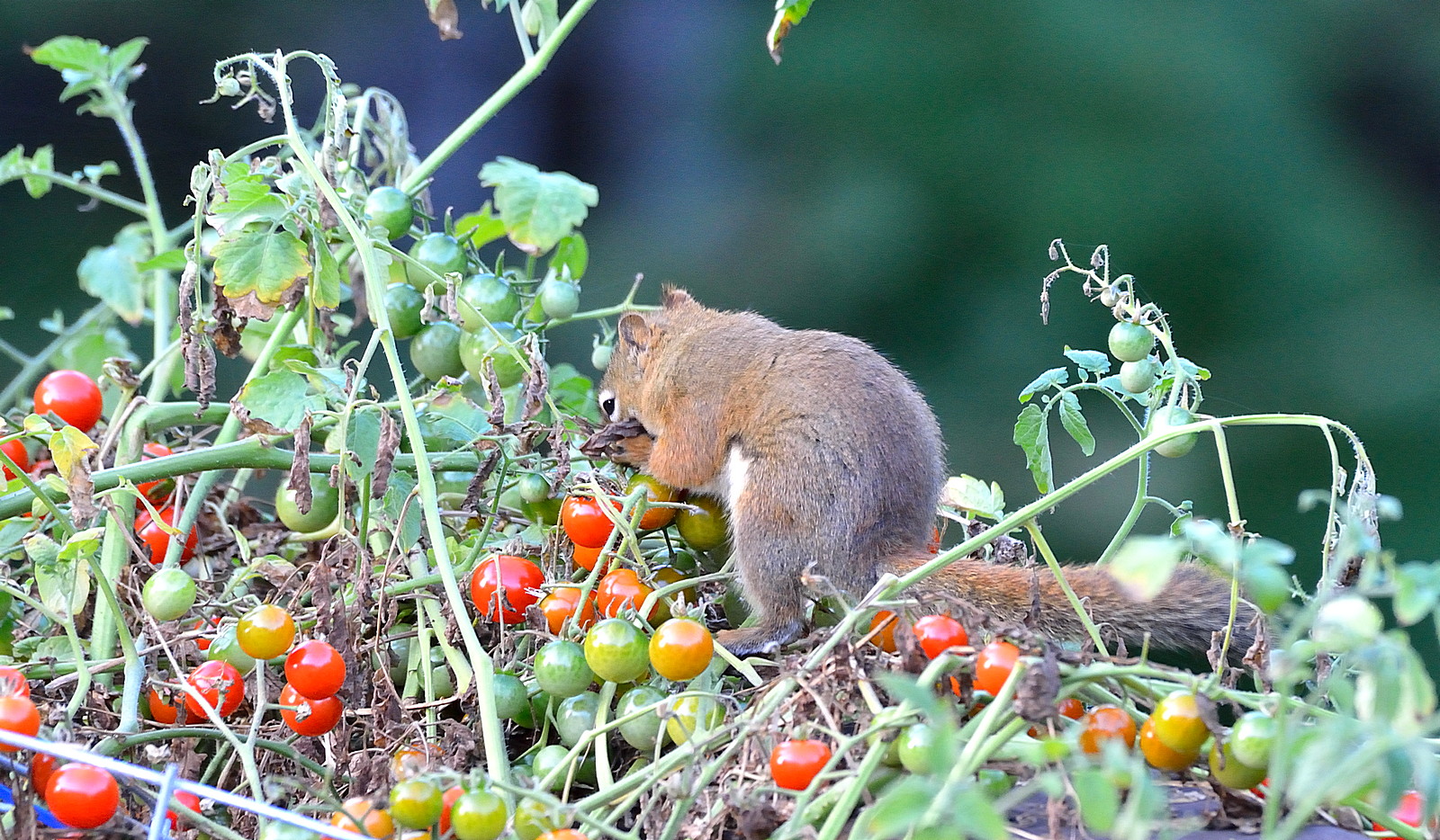 Turbo's Track and Photo Tour: Squirrel, Cardinal, Black and White ...