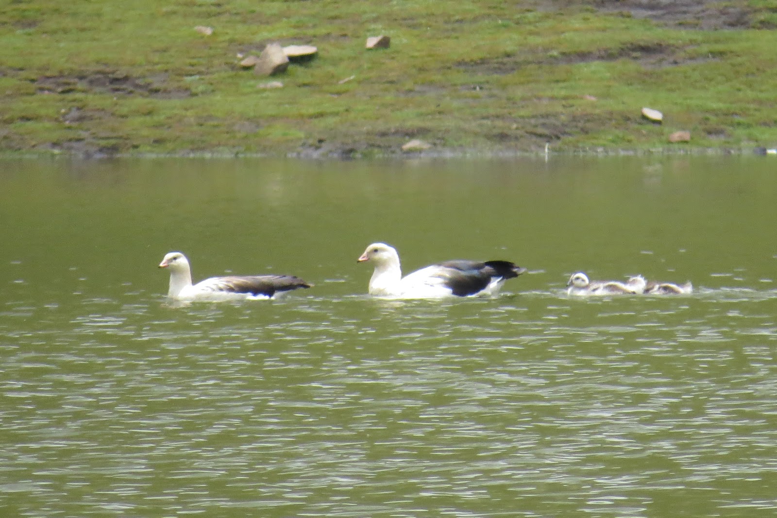 Manu Rainforest Peru: HUCHUY QOSQO TREK - OVSERVANDO AVES Birding in ...