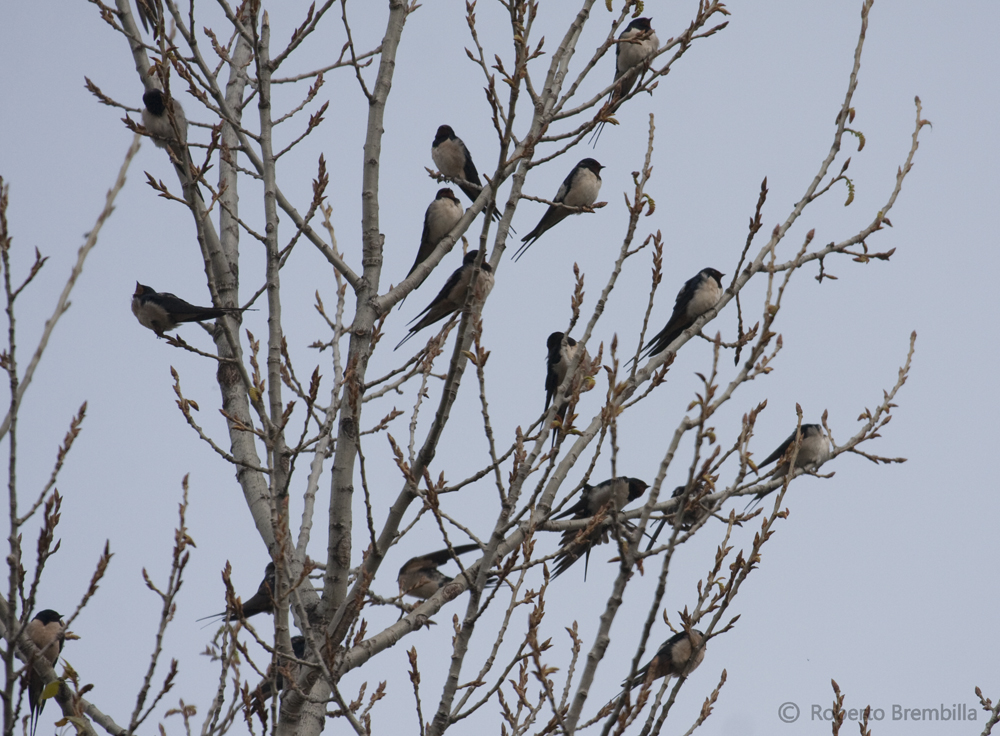 libereali: Ben tornate rondini…