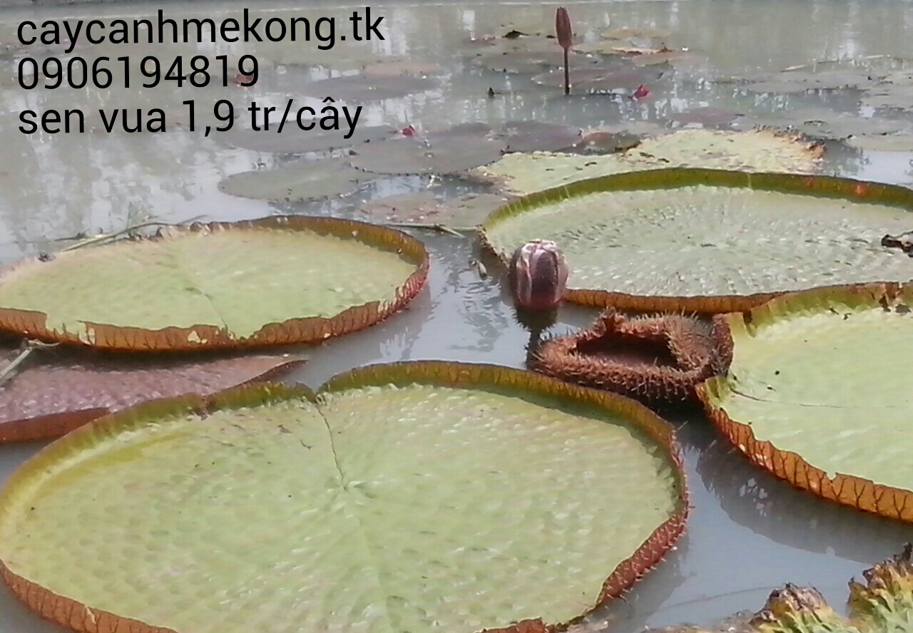 Cây Sen Vua , súng nia khổng lồ: Hình ảnh sen vua , súng nia ở Bình Dương