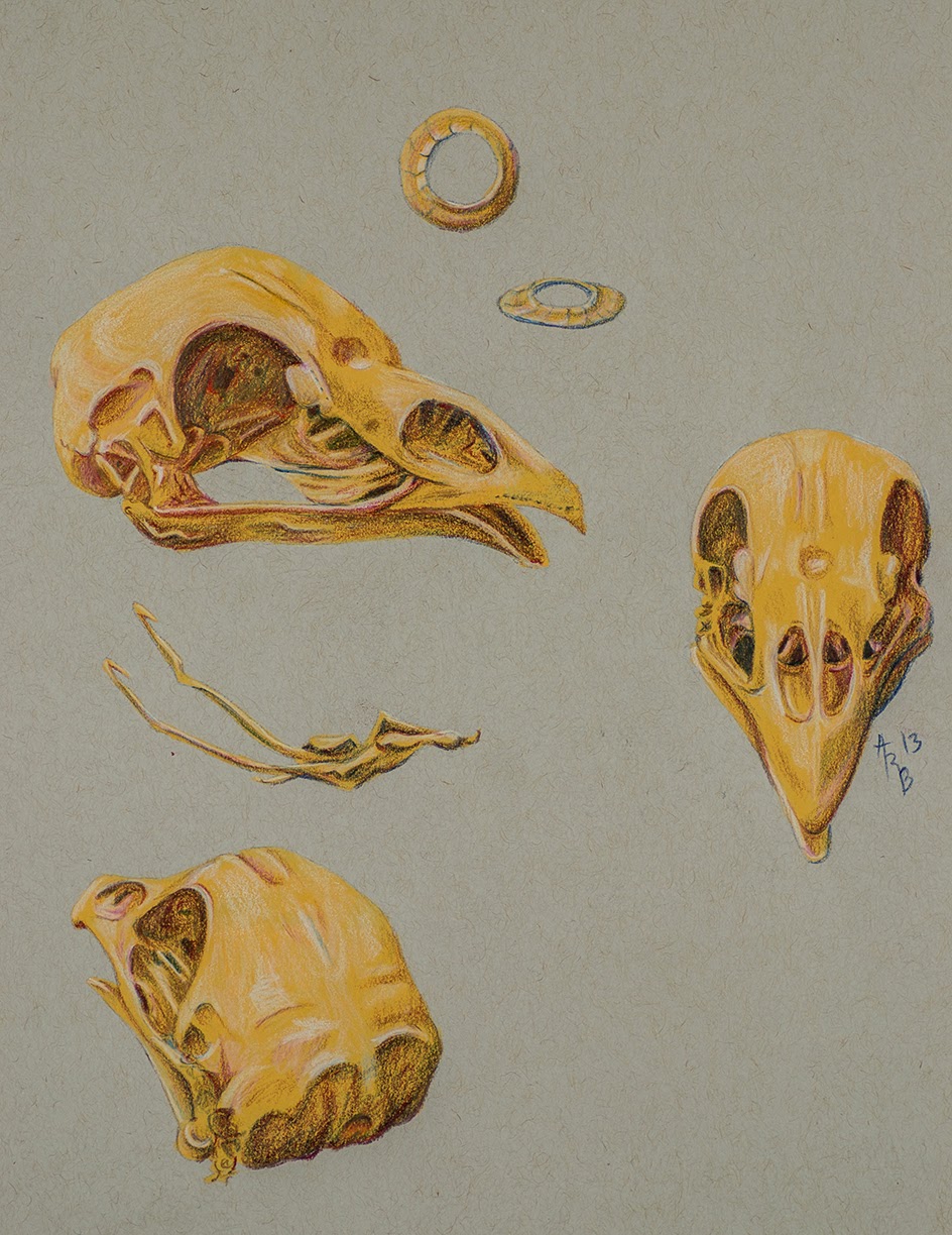 Inky Phalangies Thoughts: Chicken skull