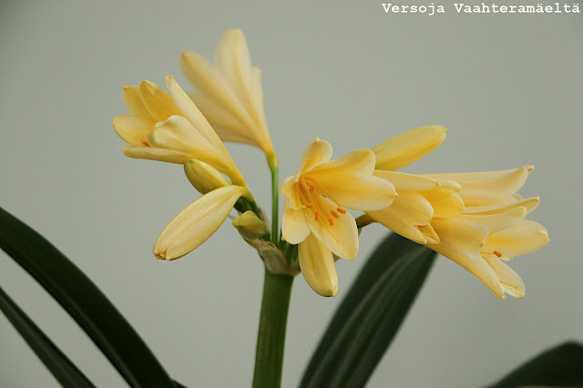 Versoja Vaahteramäeltä : Kliivia