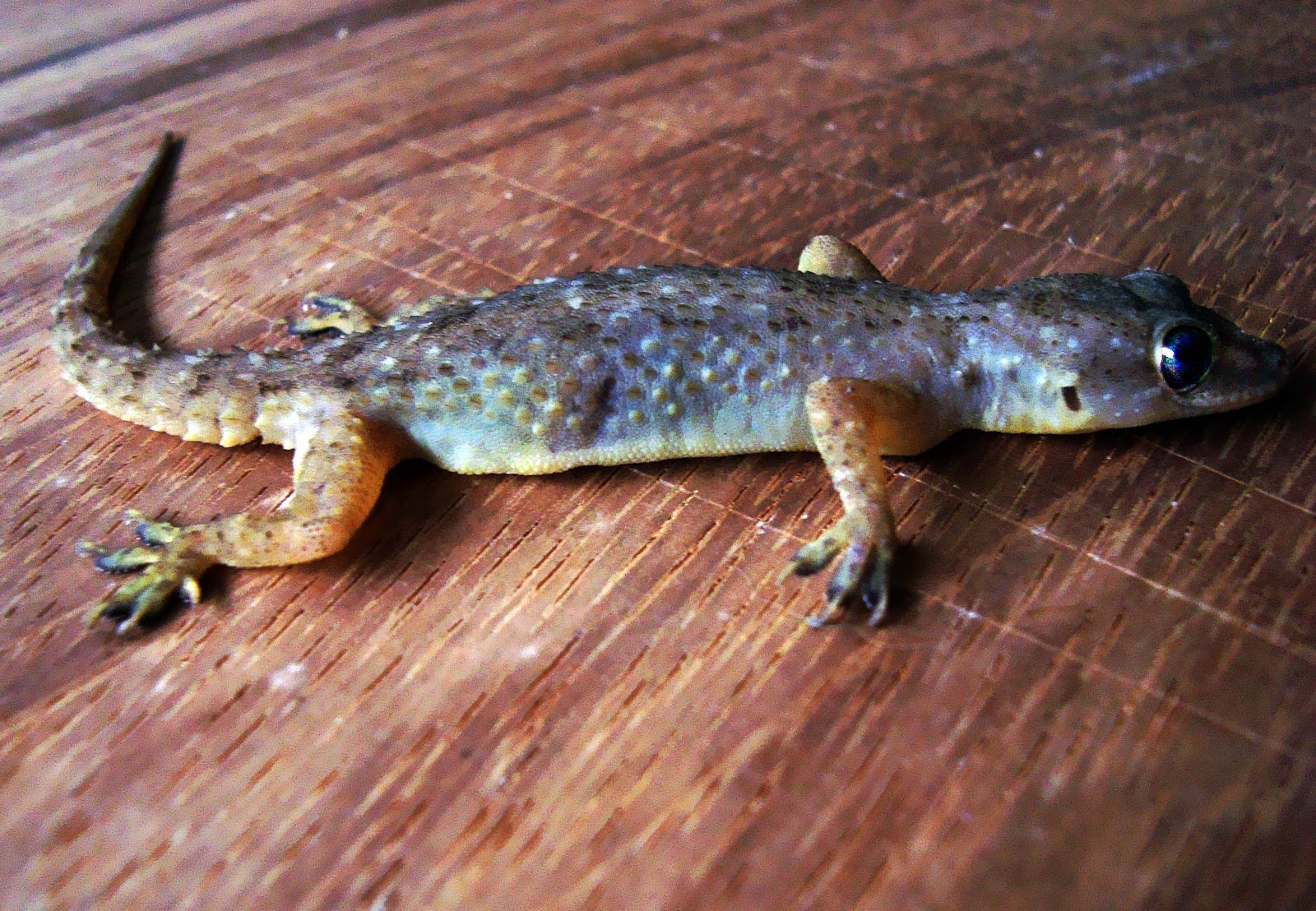 Living with Nature - School on Blog by Dr. Abercio V. Rotor: UST GS ...