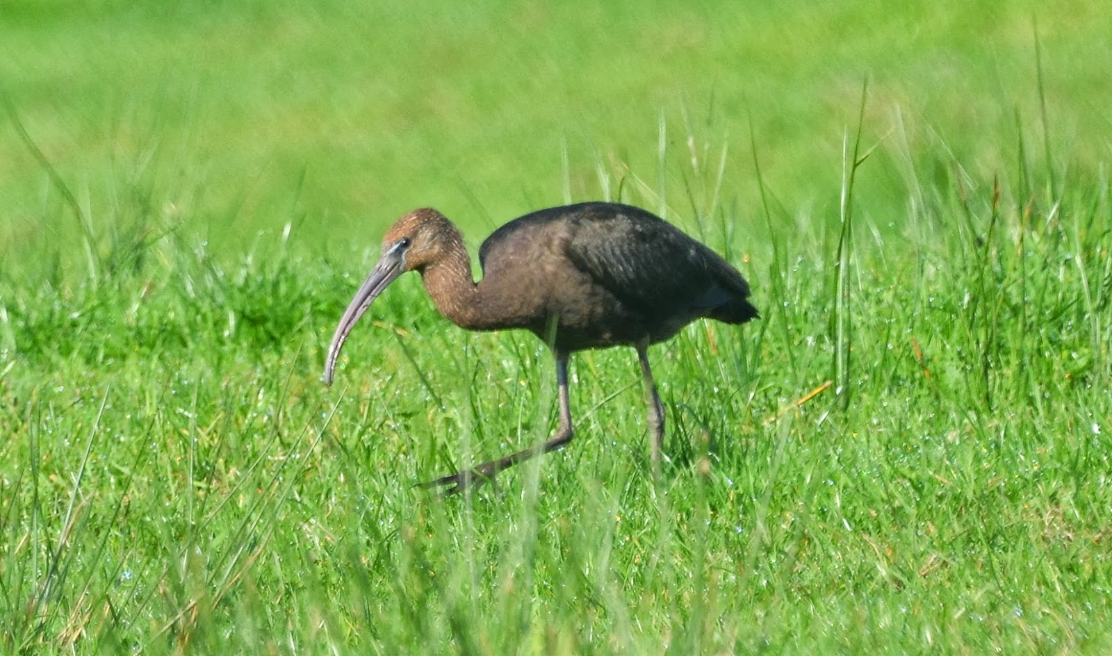 The Early Birder: Glossy Ibis