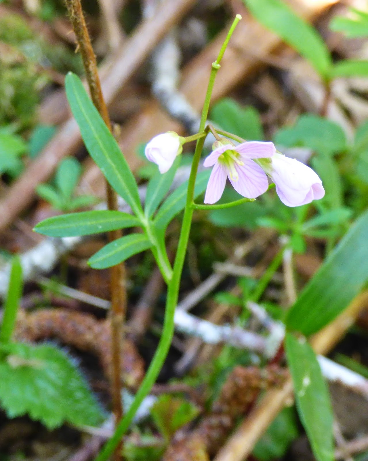 Wildflowers: Toothworts