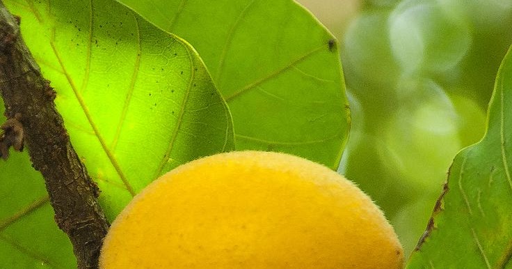 Novidades da Plantamundo: CURRIOLA, SILK TREE, ABUTILONS, AFRAMOMUM ...